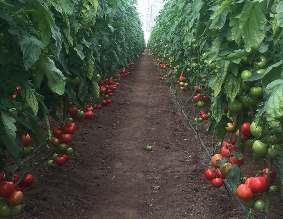 Tarımda hormon ve zirai ilaç kullanımı | Ali Ekber Yıldırım'ın ...