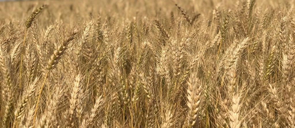 Tohum ıslahı ile buğday ithalatı önlenebilir | Ali Ekber Yıldırım'ın ...