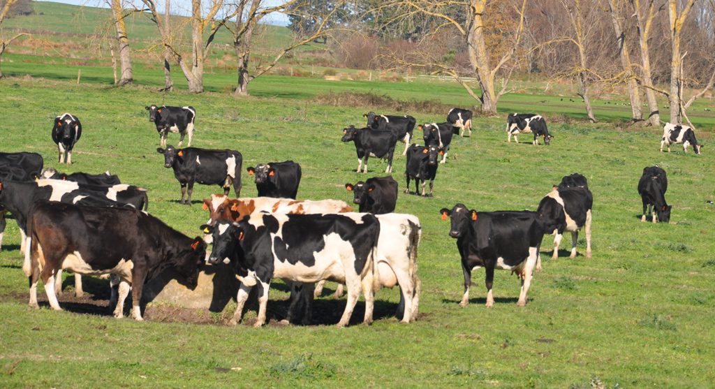 "Avrupa'nın en çok sığırına sahibiz" diye gurur duyabilir miyiz? | Ali ...
