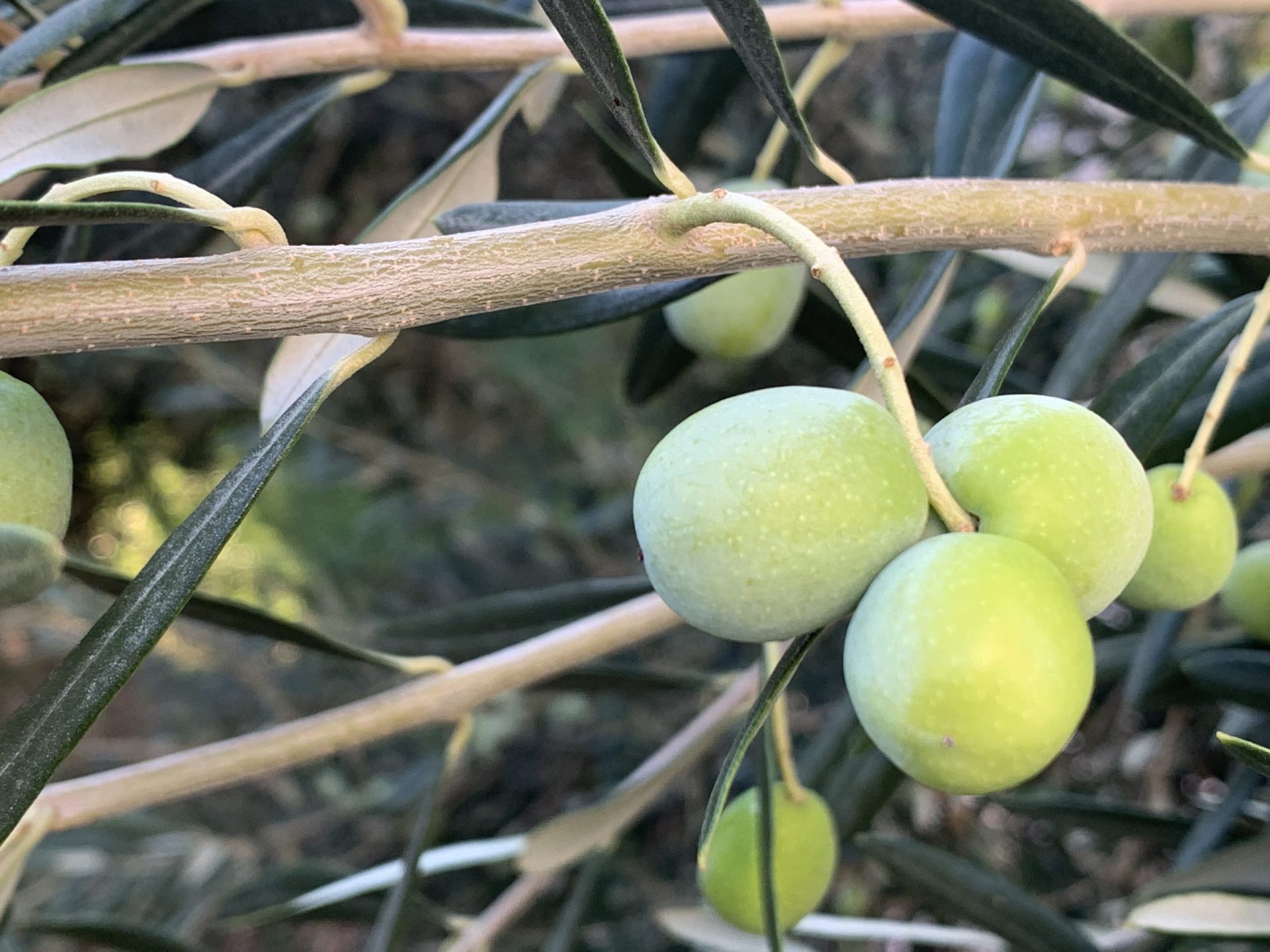 Sinek, sahtekarlık, Afrin yağı ve fiyat düşüşü zeytinciye zarar yazıyor ...