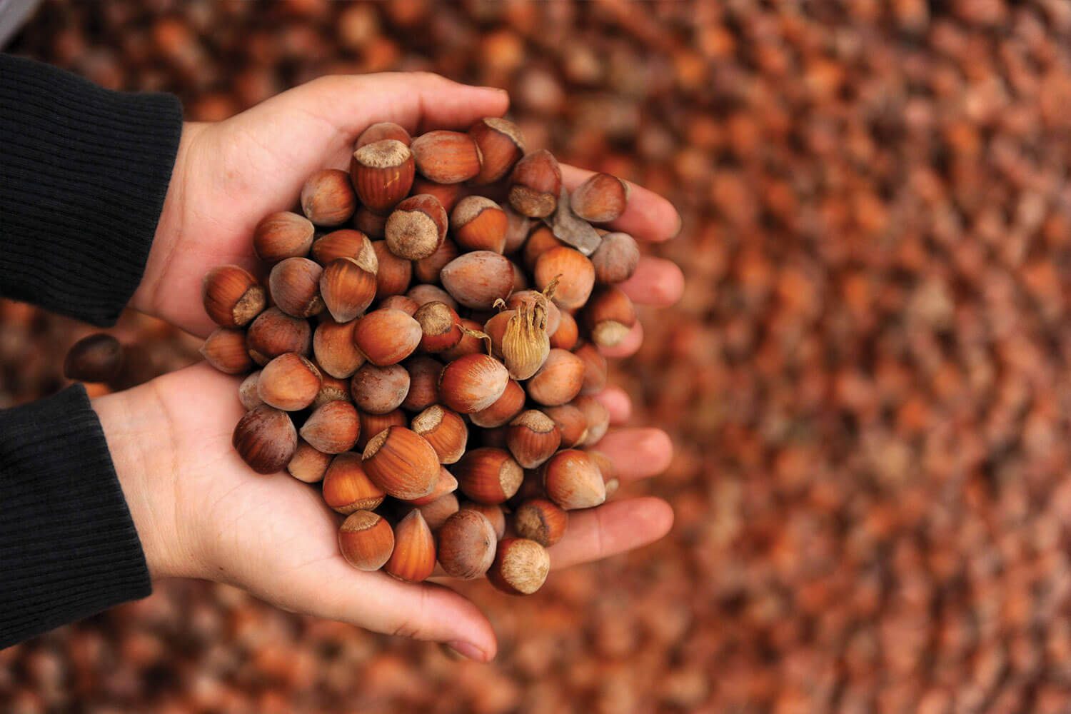 Fındık fiyatı ve ihracattaki gelir tartışması - Tarım Dünyasından - Ali ...