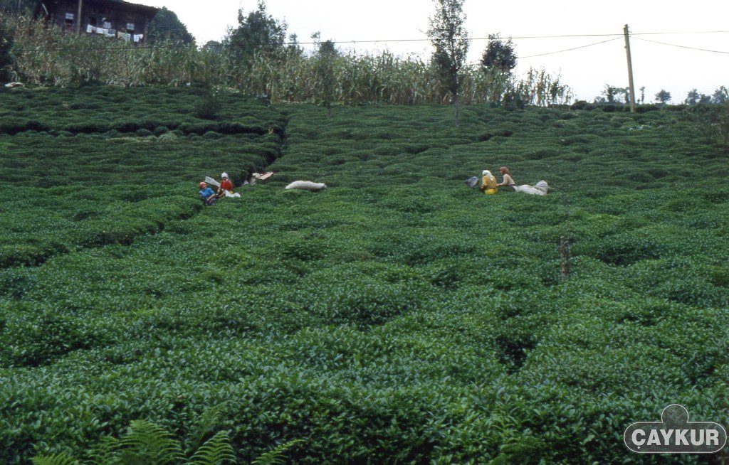 Çay hasadı 17 Mayıs'ta başlıyor, fiyat belli değil | Ali Ekber Yıldırım ...