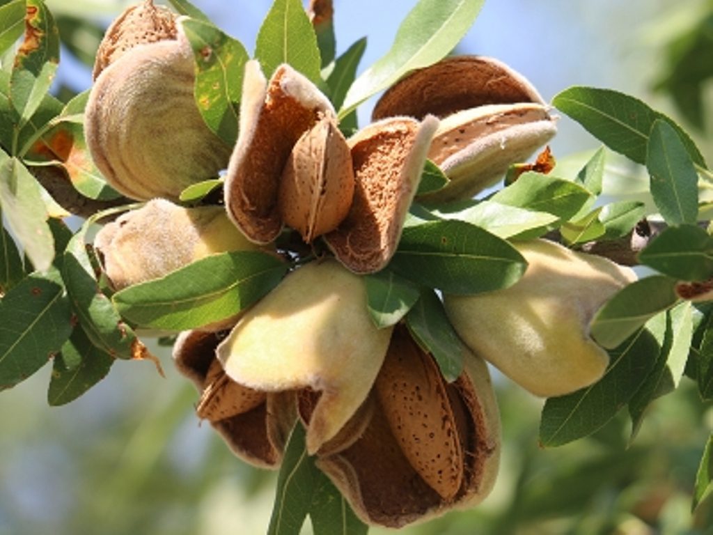 Badem üreticisi Tarım Kredi'nin fiyat açıklamasını bekliyor | Ali Ekber ...
