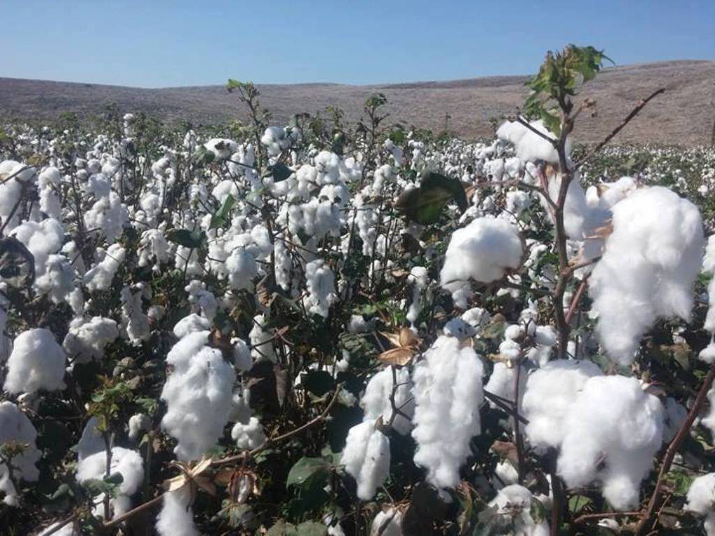 Pamuk üretimi 1 milyon tonu geçti, prim ne olacak? | Ali Ekber Yıldırım ...