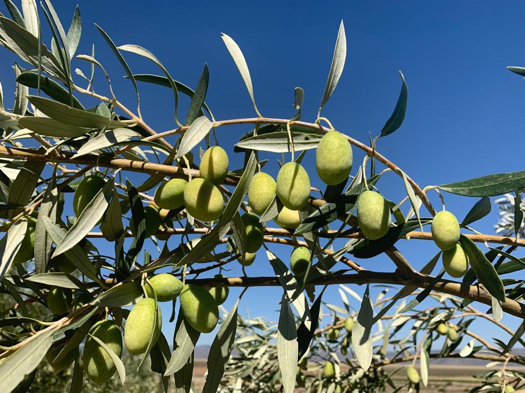 Zeytin retiminde 2 9 Milyon Tonluk Tarihi Rekor Tar m D nyas ndan Zeytin retiminde 2 9 Milyon Tonluk Tarihi Rekor Tar m D nyas ndan