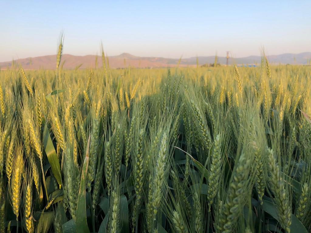 Seçim sonrası tarımda atılacak adımlar | Ali Ekber Yıldırım'ın ...