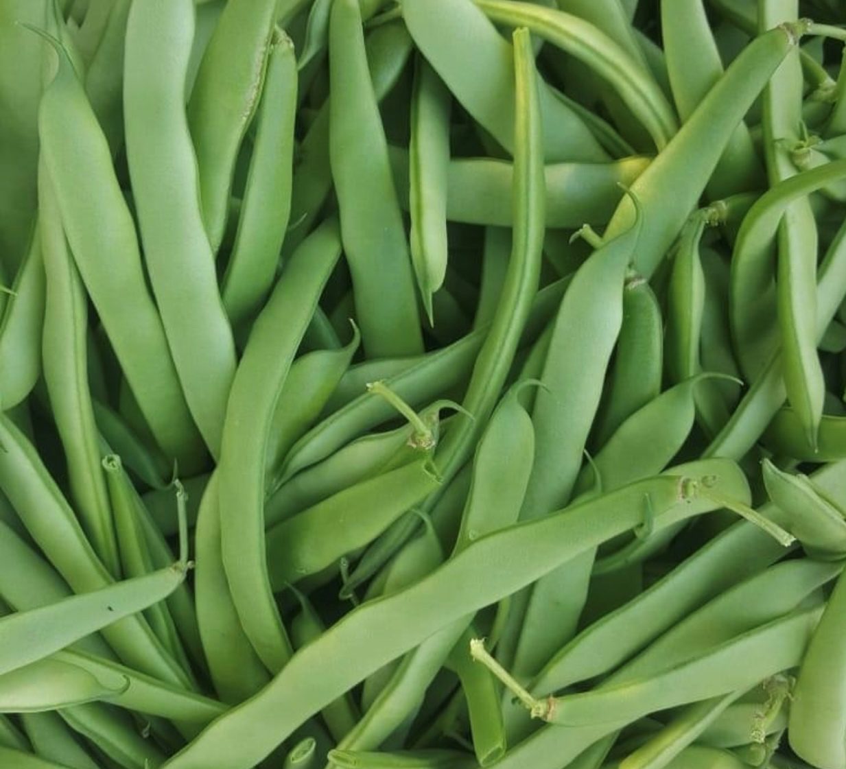 Taze fasulye neden 100 lira oldu? | Ali Ekber Yıldırım'ın Kaleminden ...