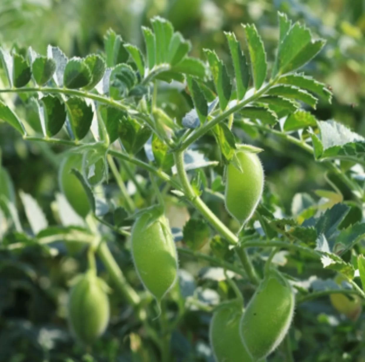 Antalya Elmalı’da nohut üretimine dönüş projesi | Ali Ekber Yıldırım'ın ...